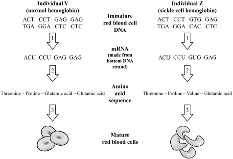 normal hemoglobin dna sequence